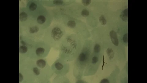 1960s: cells under a microscope with cel... | Stock Video | Pond5