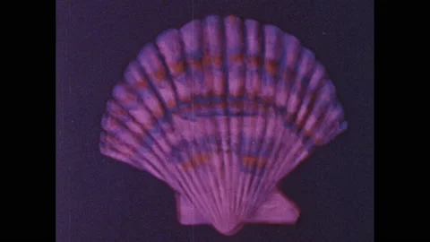 1960s: Clam shell. Microscopic view insi... | Stock Video | Pond5