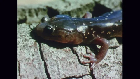 1960s: Close Up of Tree Salamander's Fac... | Stock Video | Pond5