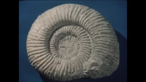 1960s: Coiled fossil with detailed lines... | Stock Video | Pond5