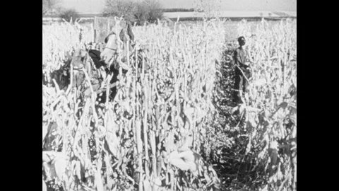 50S Cornfield Stock Video Footage | Royalty Free 50S Cornfield Videos ...