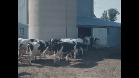 1960s: Cows are herded into barn. | Stock Video | Pond5