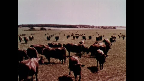 1960s: Cows in field. Cows. Cow. Cows ar... | Stock Video | Pond5