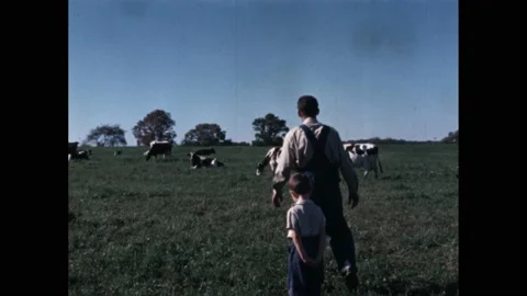 1960s: Cows grazing in field, man and bo... | Stock Video | Pond5