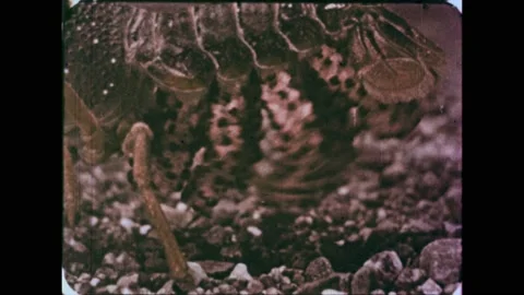 1960s: Crayfish flailing around it's egg... | Stock Video | Pond5