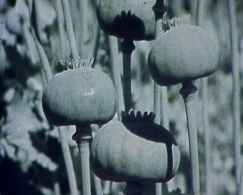 1960s: FIELD OF OPIUM POPPY (TURKEY) | Stock Video | Pond5