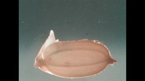 1960s: First root emerges from seed. | Stock Video | Pond5