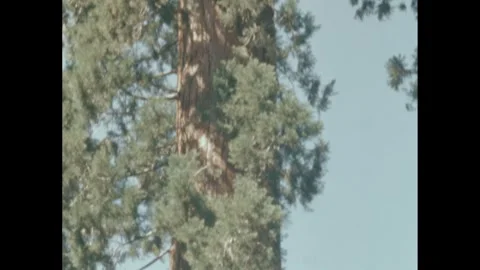 1960s: Giant redwood tree from crown to ... | Stock Video | Pond5