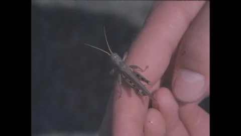1960s: Grasshopper walks across man's ha... | Stock Video | Pond5