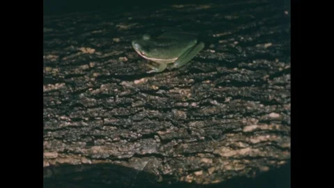 1960s: A green frog sits on a log. Frog ... | Stock Video | Pond5