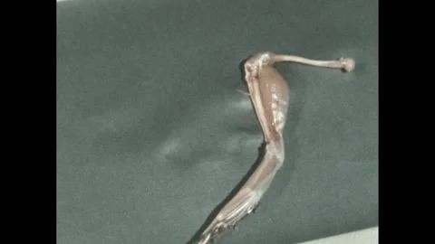 1960s: Hand moves skinned frog leg. | Stock Video | Pond5