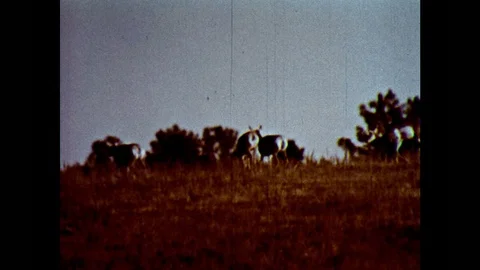 1960s: Herd of antelope walking. Man tal... | Stock Video | Pond5