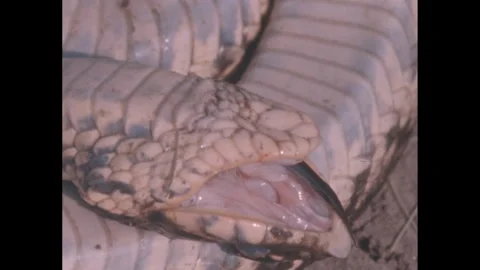 1960s: A hognose snake belly up with its... | Stock Video | Pond5