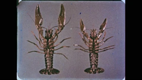 1960s: Male and female crayfish compared... | Stock Video | Pond5
