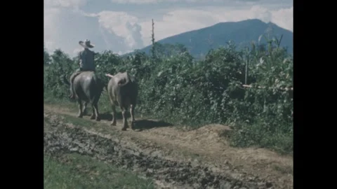 1960s: Man rides ox up trail with second... | Stock Video | Pond5