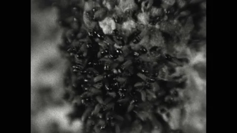 1960s: Mass of tiny writhing maggots. La... | Stock Video | Pond5