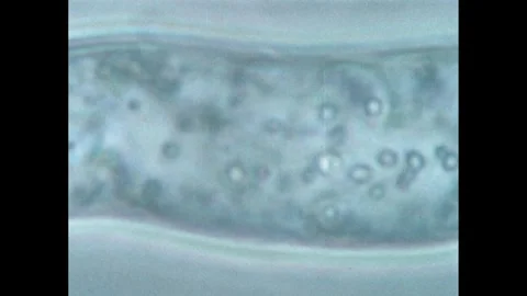 1960s: Microscopic creatures move. Cell... | Stock Video | Pond5