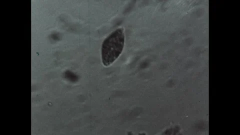 1960s: Microscopic view of protozoa. Boy... | Stock Video | Pond5