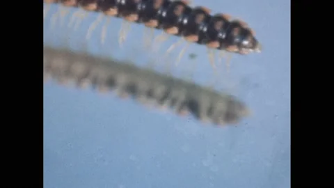 1960s: millipede walks across surfaces, ... | Stock Video | Pond5