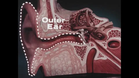 Human Ear Model Stock Footage ~ Royalty Free Stock Videos | Pond5