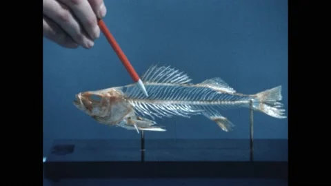 1960s: Probe points to vertebrae in fish... | Stock Video | Pond5