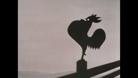 1960s: Rooster in shadow walks among wai... | Stock Video | Pond5