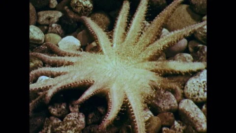 1960s: Starfish underwater, on its back,... | Stock Video | Pond5