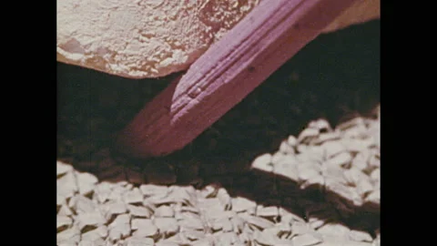 Ant Animation Stock Footage ~ Royalty Free Stock Videos | Pond5