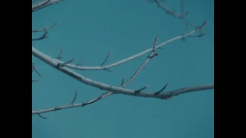 1960s: Tilt up bare tree. Pan of tree br... | Stock Video | Pond5