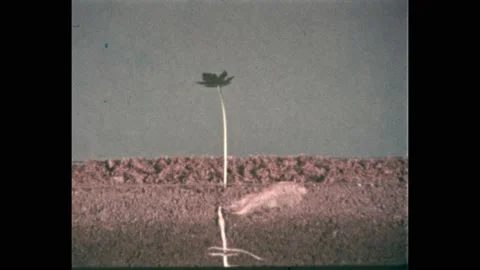 1960s: Time lapse of root growing, plant... | Stock Video | Pond5