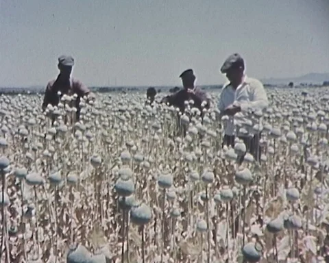 1960s Turkish Opium Farm / Harvesting Op... | Stock Video | Pond5