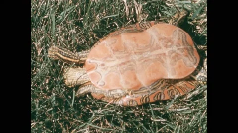 1960s: Turtle struggling to turn over. D... | Stock Video | Pond5