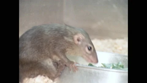 1960s: Two tree shrews eating food from ... | Stock Video | Pond5