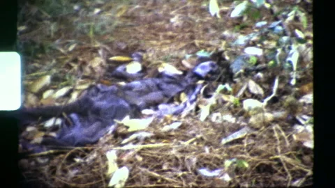 Corpses Stock Footage ~ Royalty Free Stock Videos | Pond5