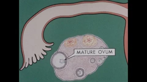 1960s: View of the inside of the ovary, ... | Stock Video | Pond5