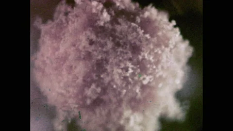 1960s: Wind disperses spores. Magnificat... | Stock Video | Pond5