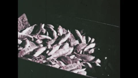 1960s: Young fish being moved around the... | Stock Video | Pond5