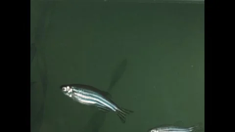 1960s: Zebrafish swim in an aquarium. | Stock Video | Pond5
