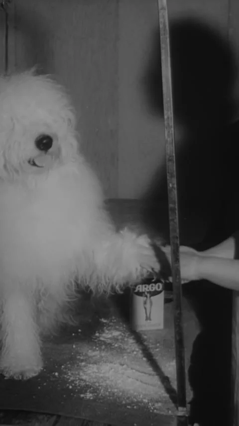 Show Many Stock Videos – Royalty-Free HD & 4K Videos