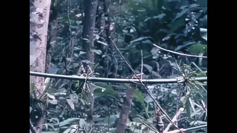 1970 US army - forest, trees, plants | Stock Video | Pond5