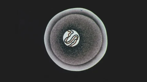 1970s: Animation of egg cell, mitosis cy... | Stock Video | Pond5