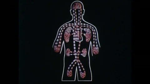 1970s: animation of organs inside human ... | Stock Video | Pond5