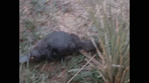 1970s: bird hatching from egg, platypus ... | Stock Video | Pond5