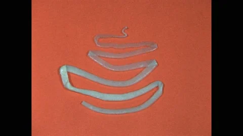 1970s: Dead tapeworm displayed on table.... | Stock Video | Pond5