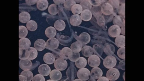 1970s: fish eggs in water, fish swimming... | Stock Video | Pond5