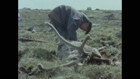 1970s: Inuit man skins dead caribou in f... | Stock Video | Pond5