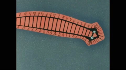 1970s: Magnified head of worm. Drawing o... | Stock Video | Pond5