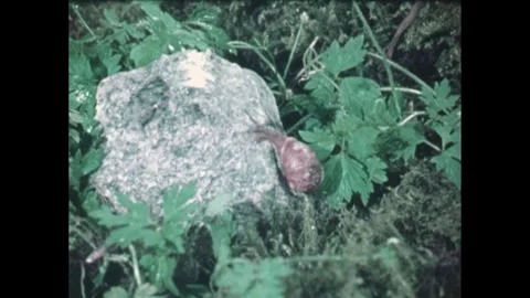 1970s: snail with shell on rock, snails ... | Stock Video | Pond5