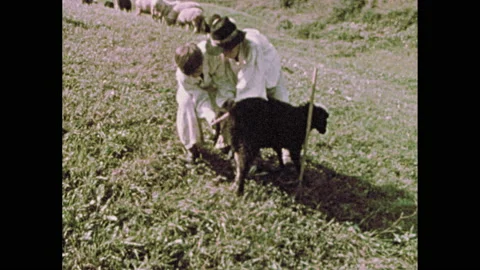 1970s: Two boys pick up sheep from groun... | Stock Video | Pond5