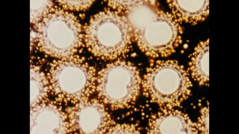 1970s: UNITED STATES: behaviour of cells... | Stock Video | Pond5